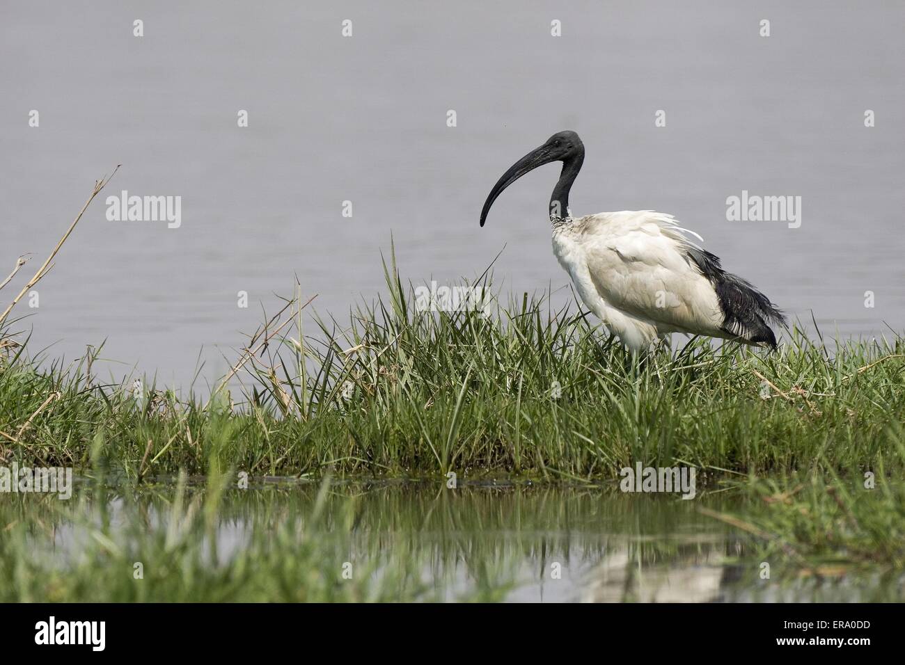 Sacred ibises hi-res stock photography and images - Alamy
