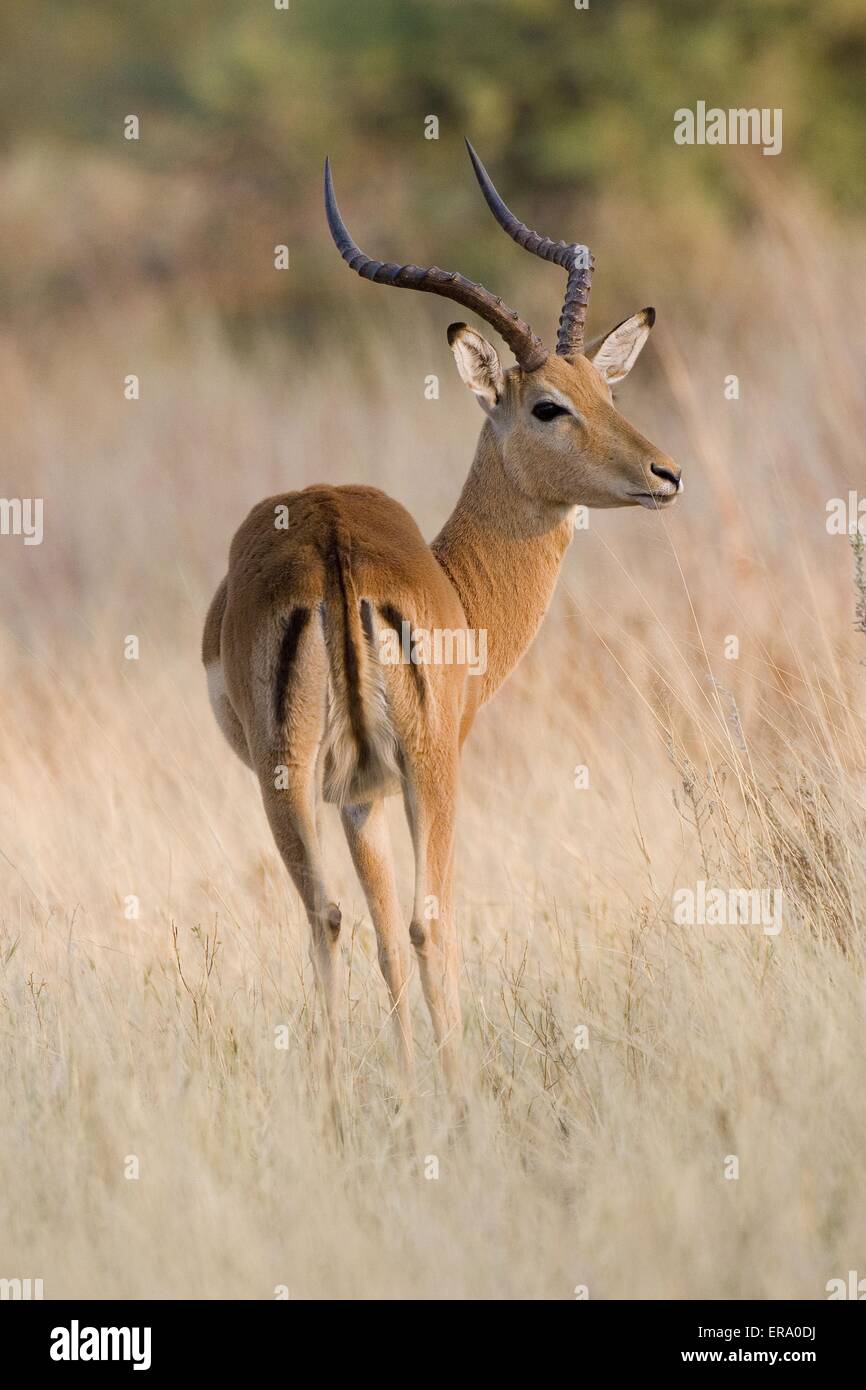 Back of impala hi-res stock photography and images - Alamy