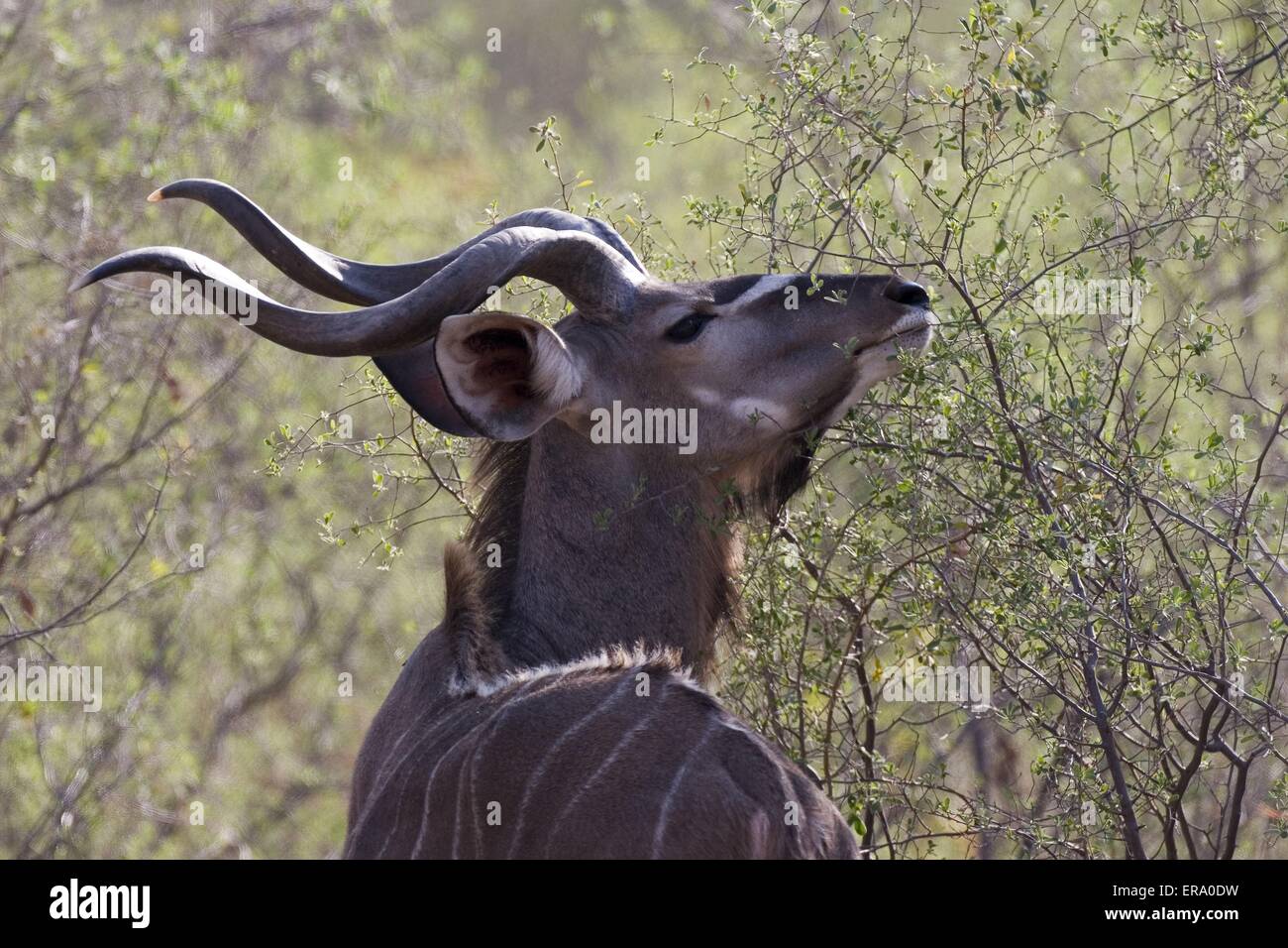 Kudu food hi-res stock photography and images - Alamy