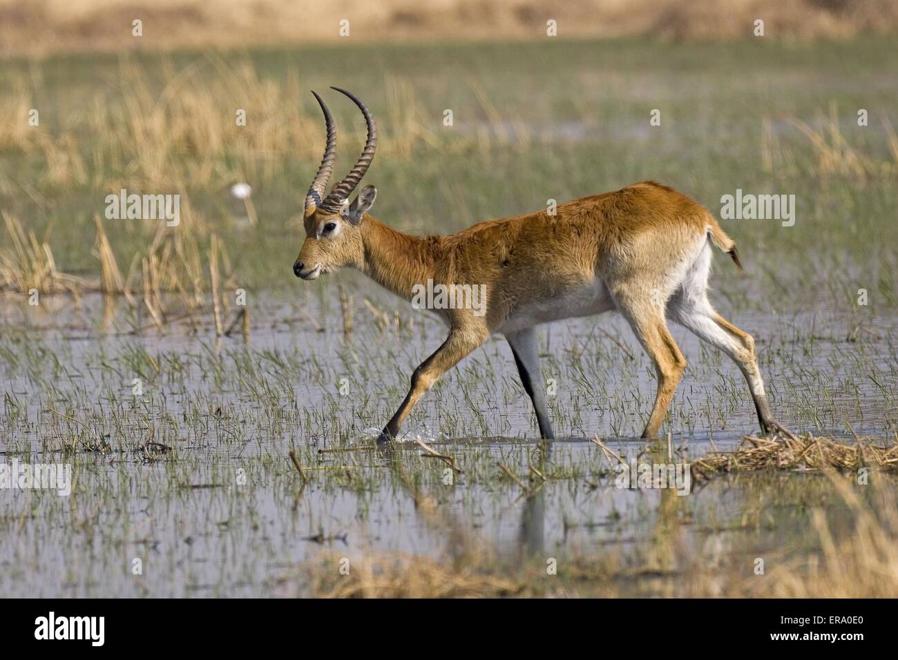 Lechwe waterbuck hi-res stock photography and images - Alamy