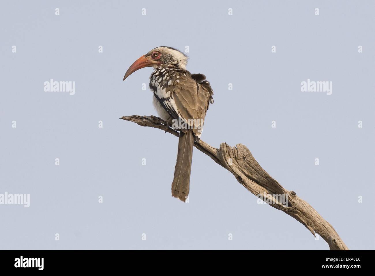 Toko bird hi-res stock photography and images - Alamy