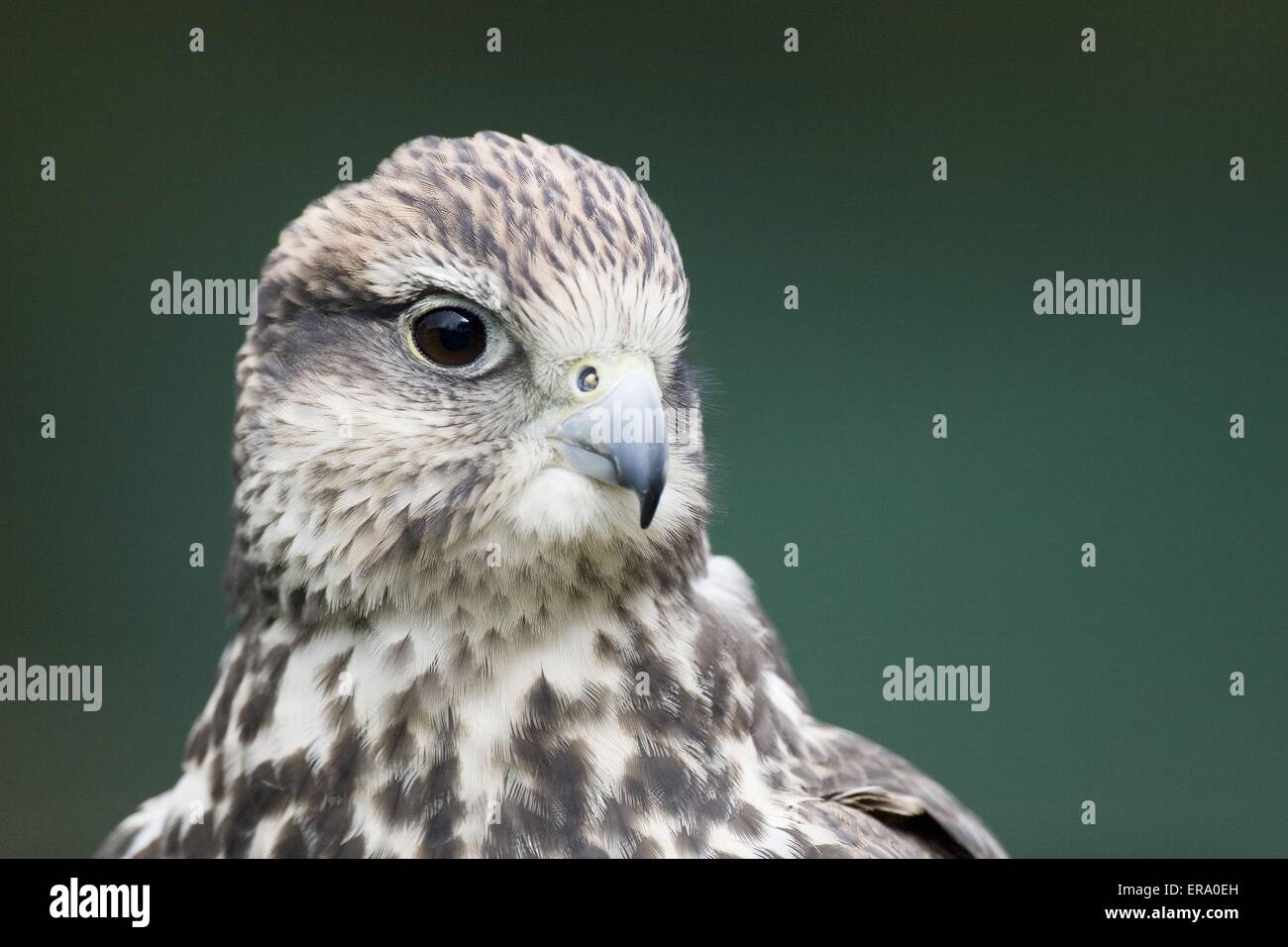 Falcon heads hi-res stock photography and images - Alamy
