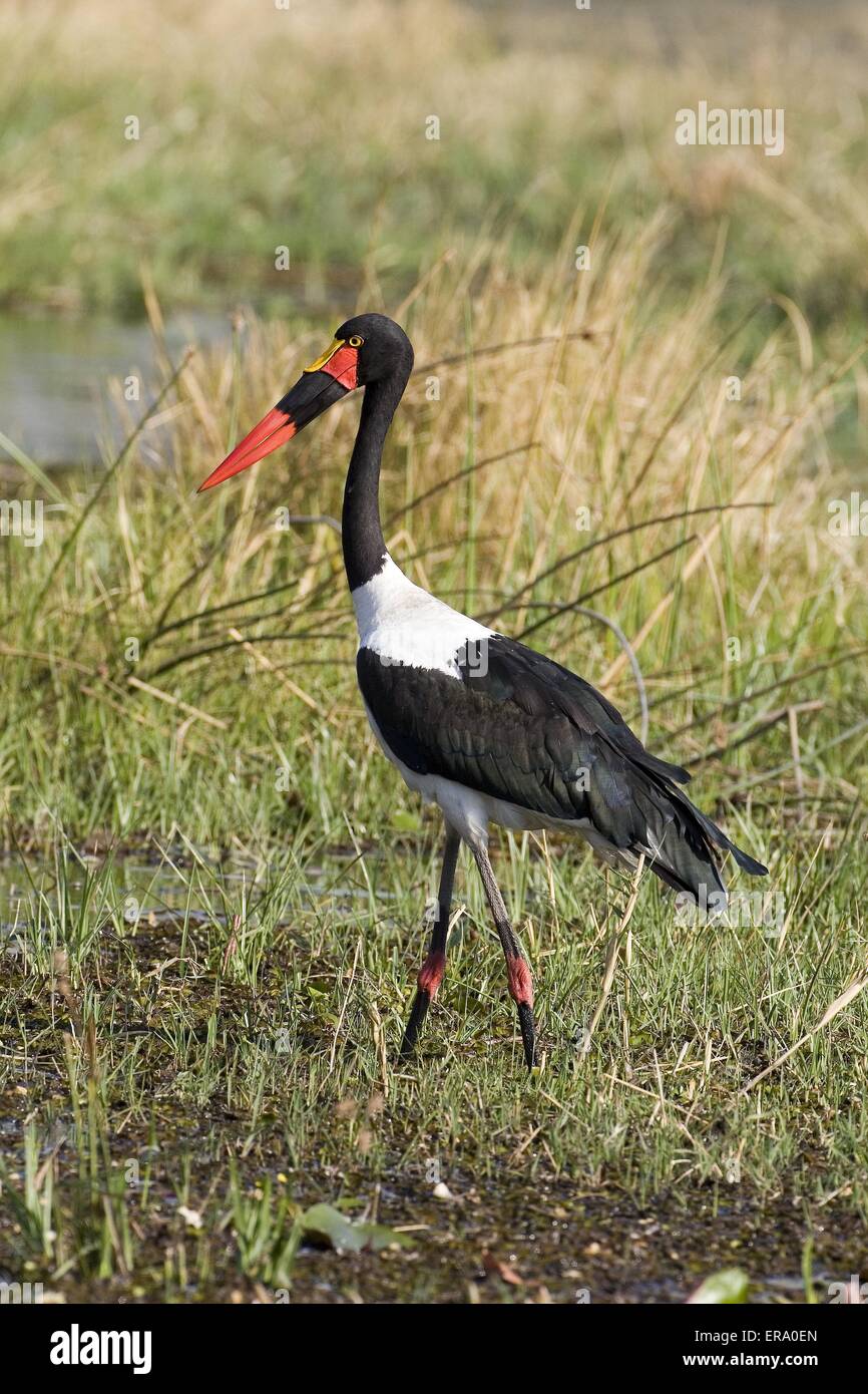 African saddle bill stork hi-res stock photography and images - Alamy