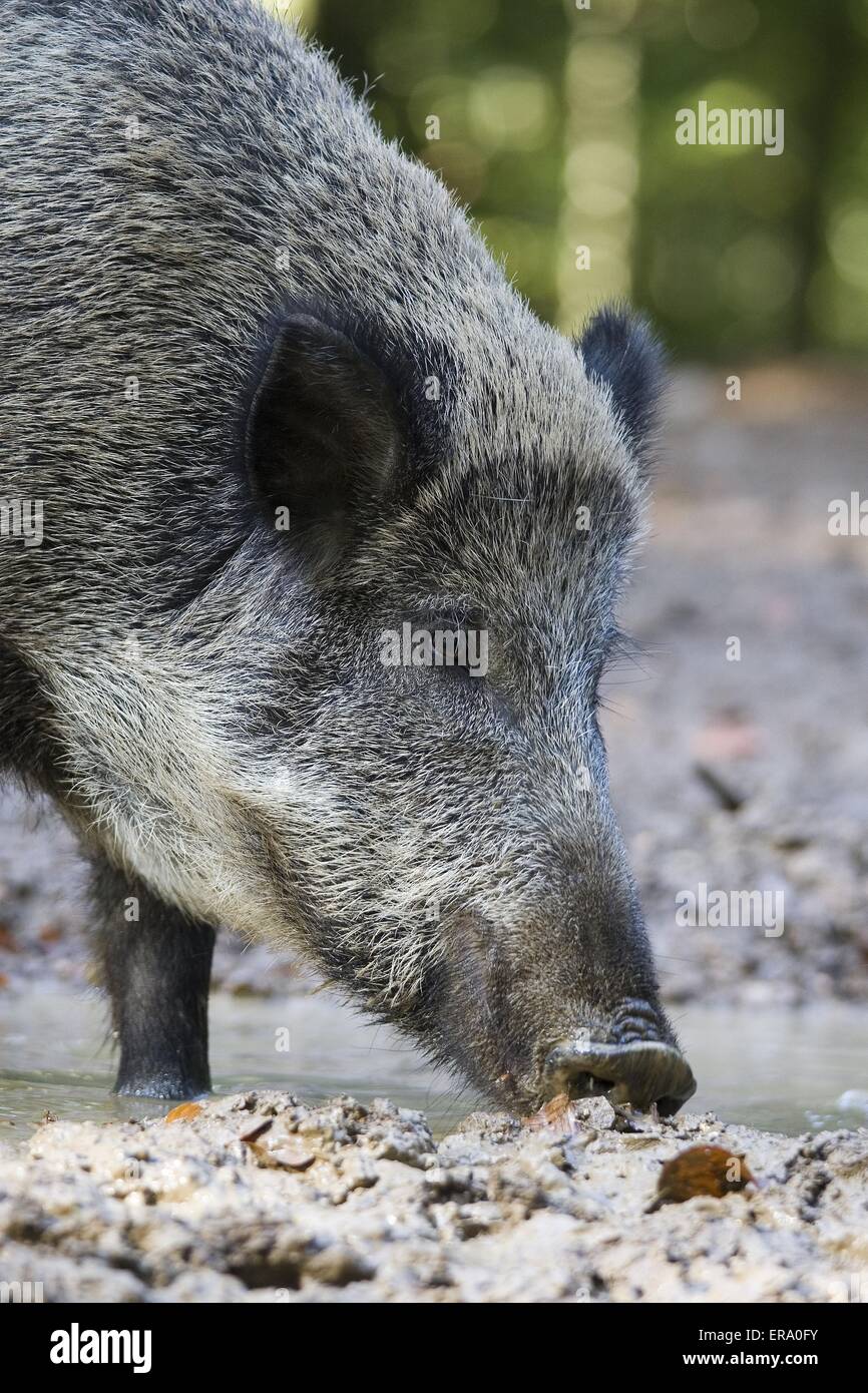 Dirty boars hi-res stock photography and images - Alamy