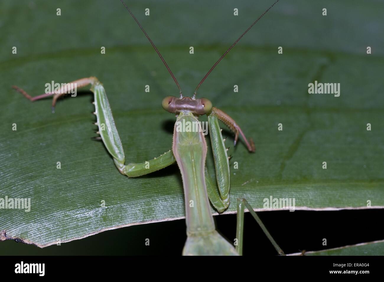 Madagascar praying mantis hi-res stock photography and images - Alamy