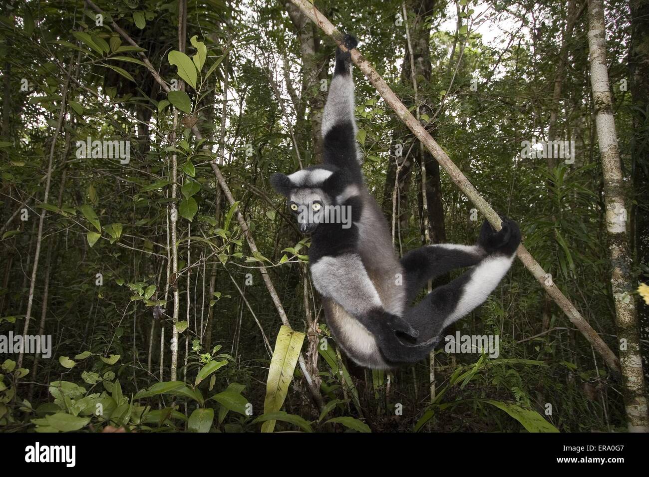 Indri hi-res stock photography and images - Alamy