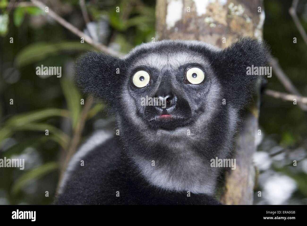 Indris indri indri hi-res stock photography and images - Alamy
