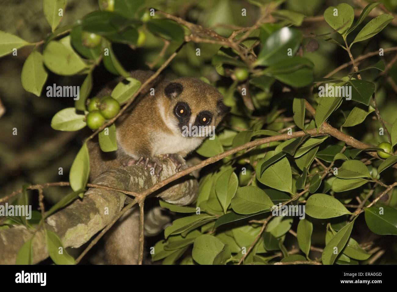 Tarsiiformes hi-res stock photography and images - Alamy
