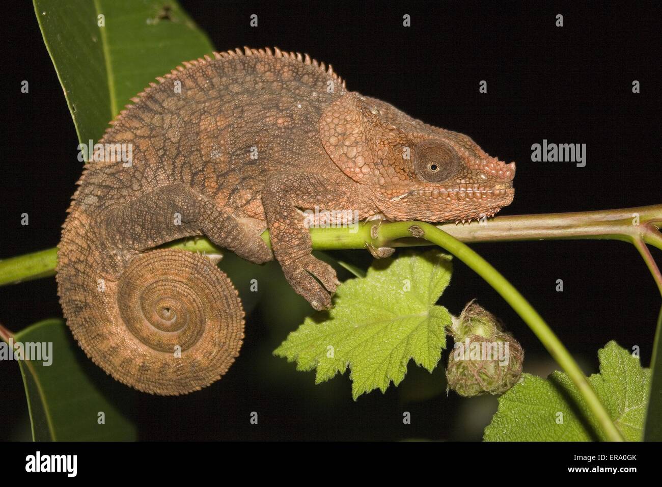 One horned chameleon hi-res stock photography and images - Alamy