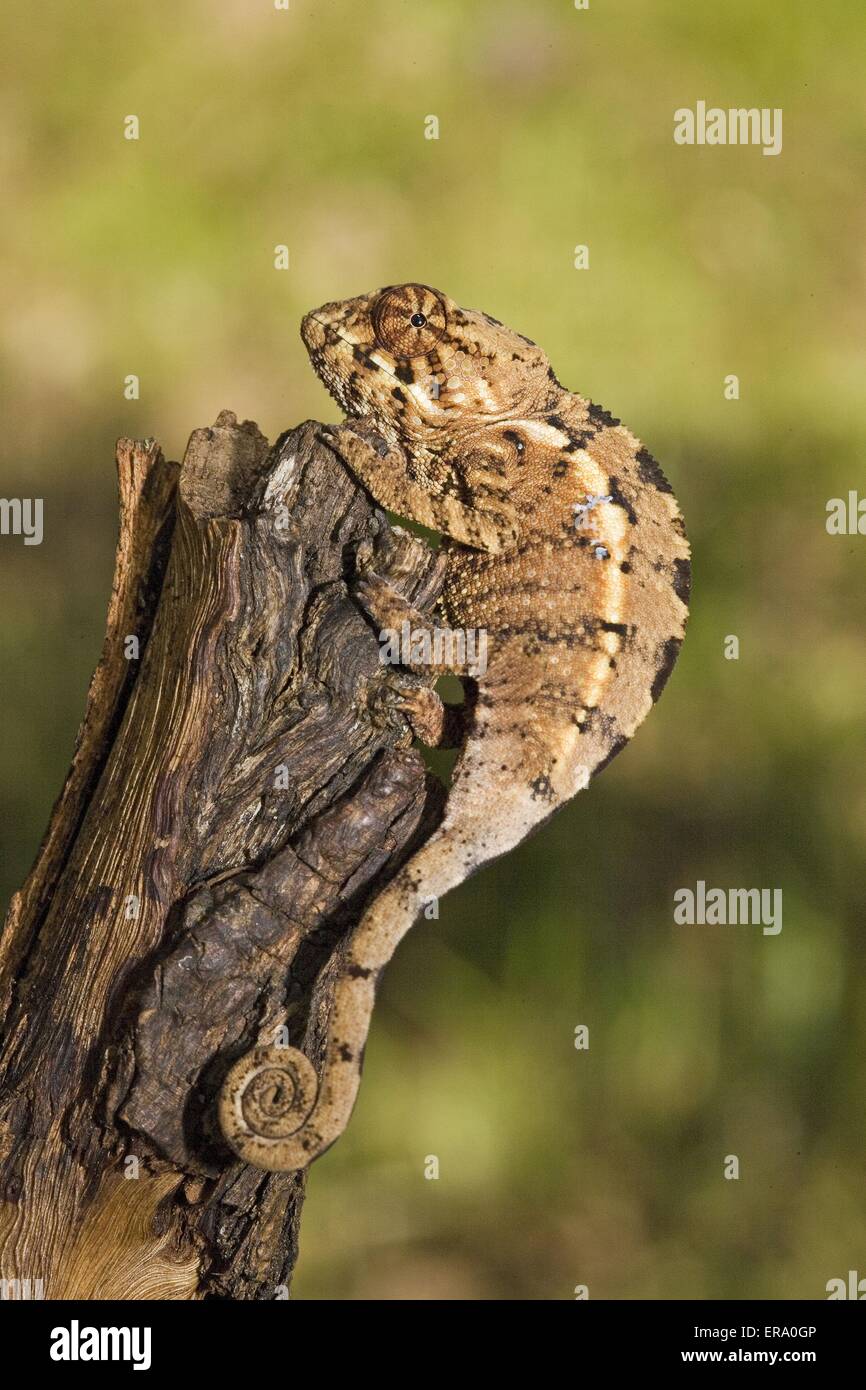 Young panther hi-res stock photography and images - Alamy