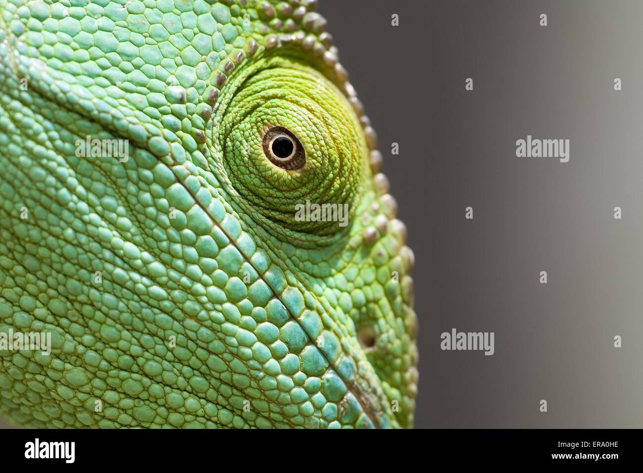 Parson's Chameleon High Resolution Stock Photography and Images - Alamy