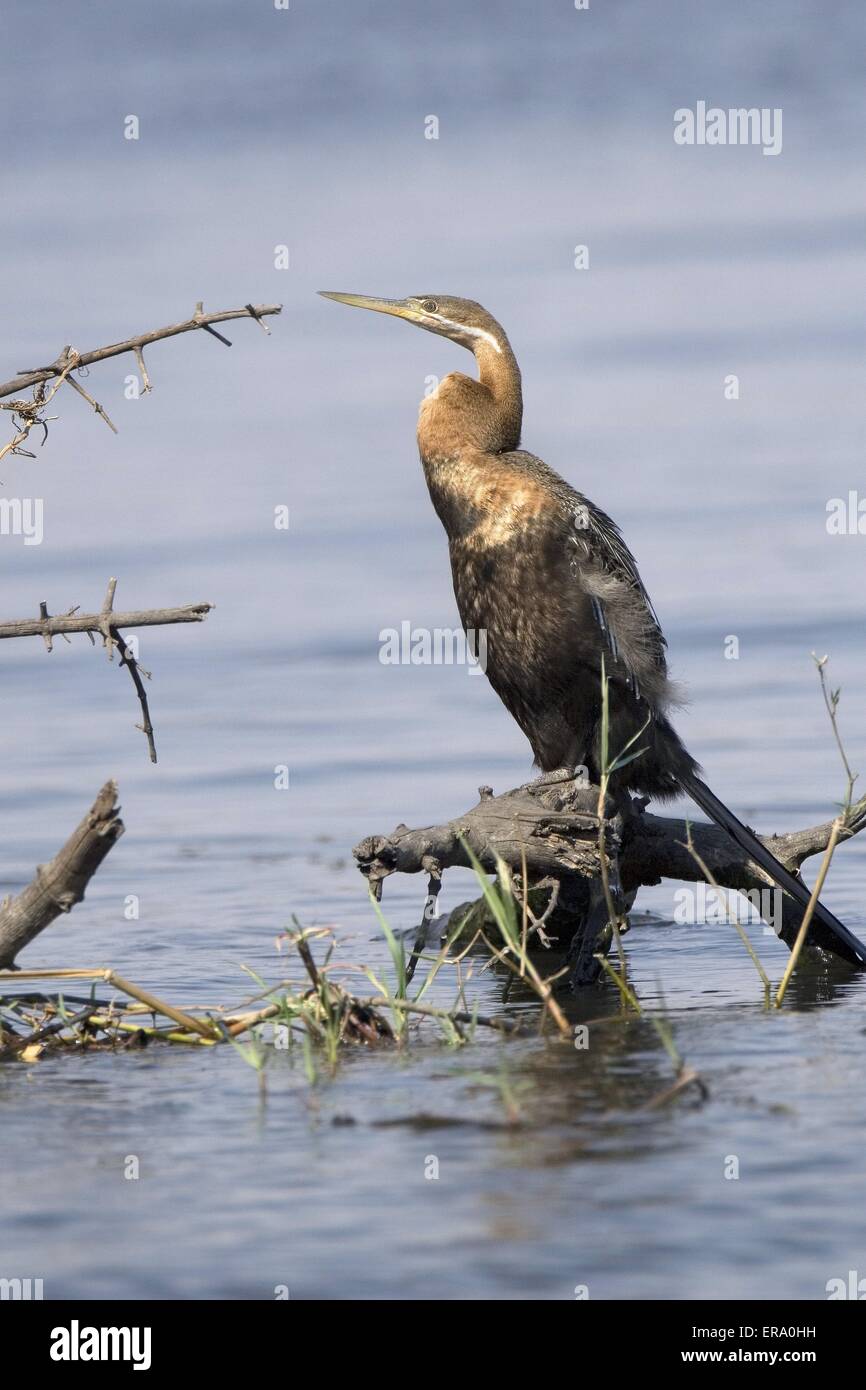 African darters hi-res stock photography and images - Alamy