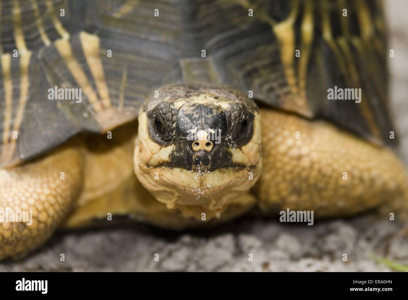 Radiated tortoises hi-res stock photography and images - Alamy