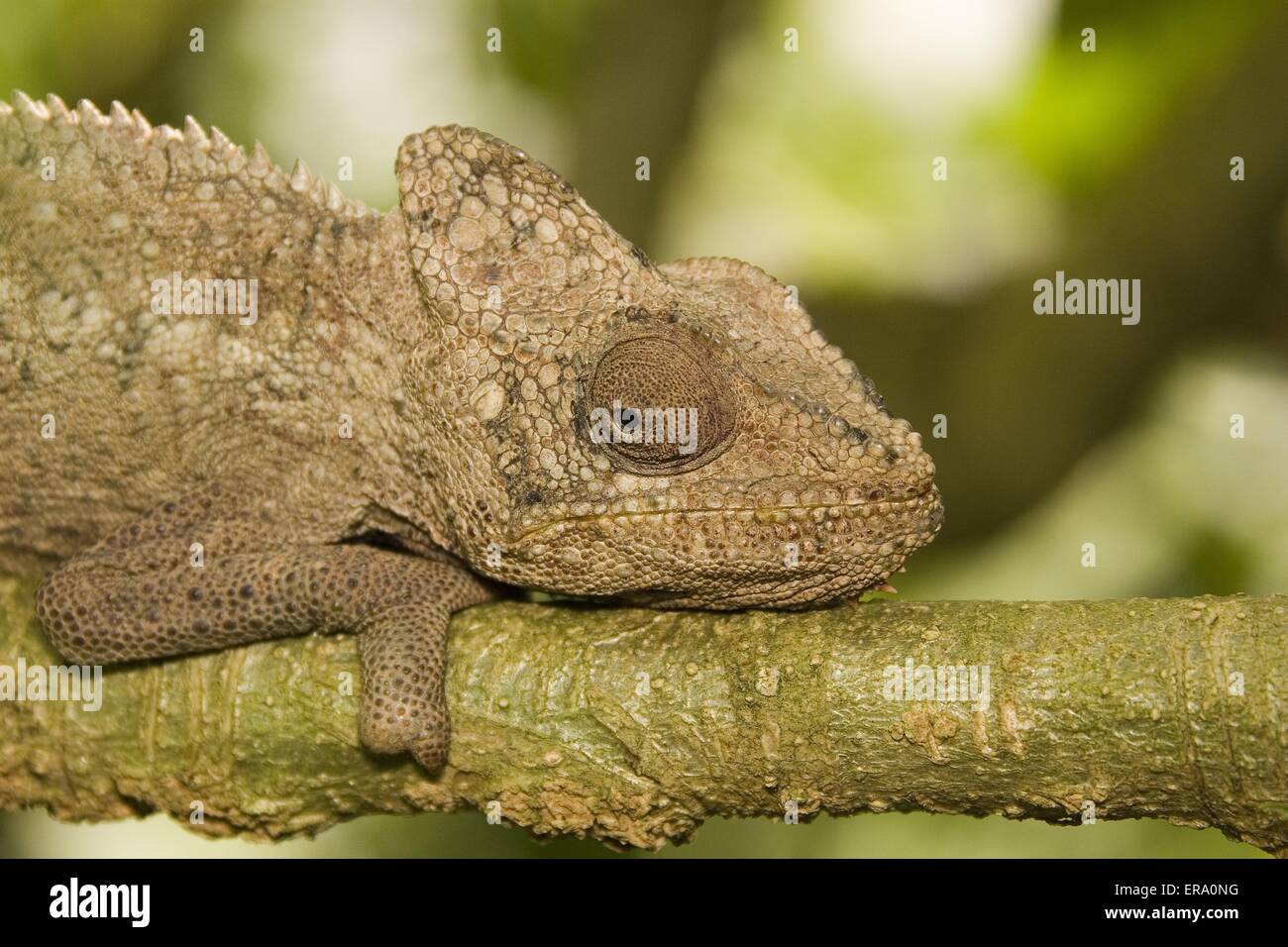 Spiny chameleon furcifer verrucosus hi-res stock photography and images ...