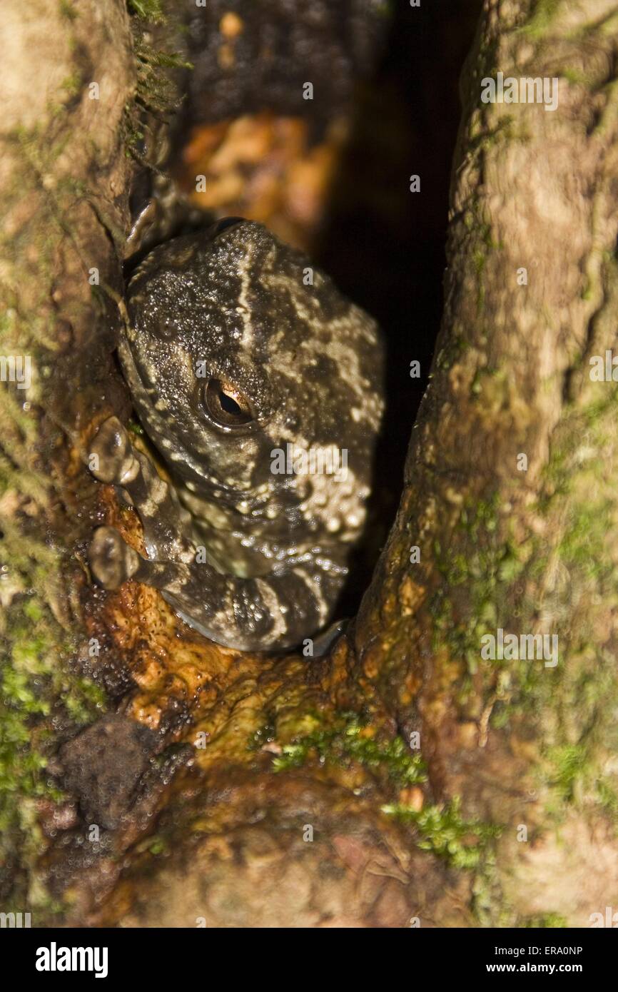 Foam nest frog hi-res stock photography and images - Alamy