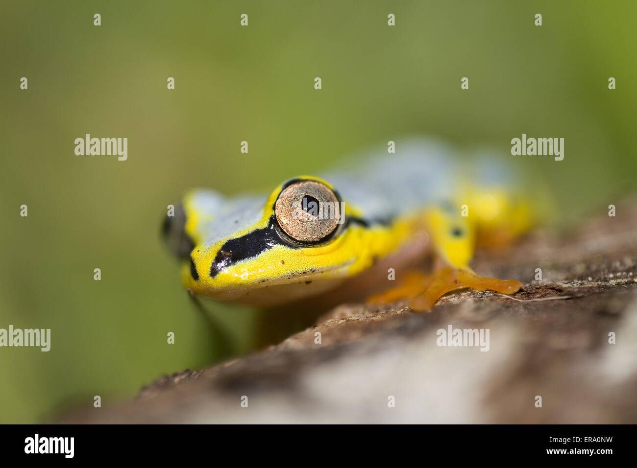 Reed frog hi-res stock photography and images - Alamy