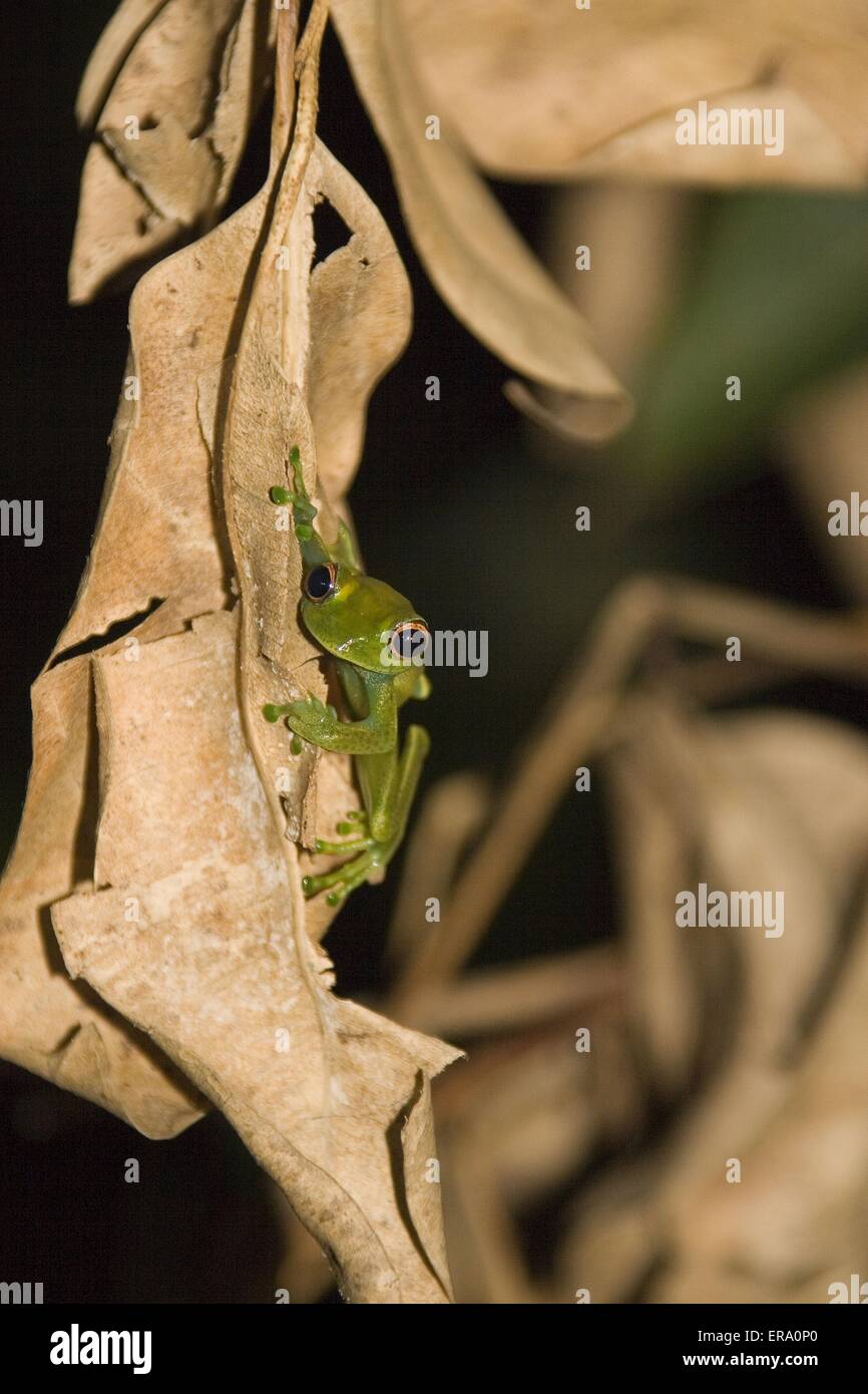 Dried frogs hi-res stock photography and images - Alamy