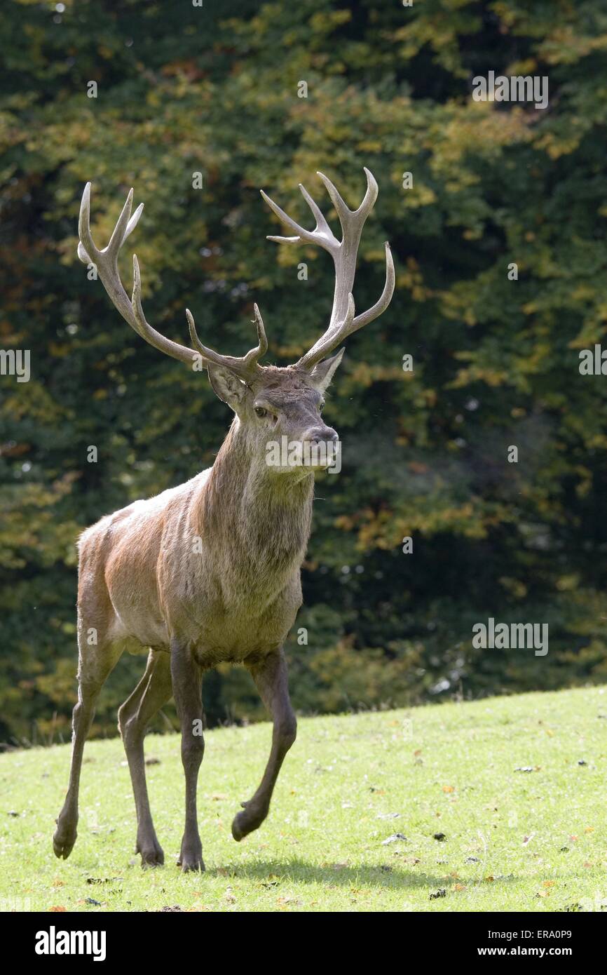 Elks moving hi-res stock photography and images - Alamy