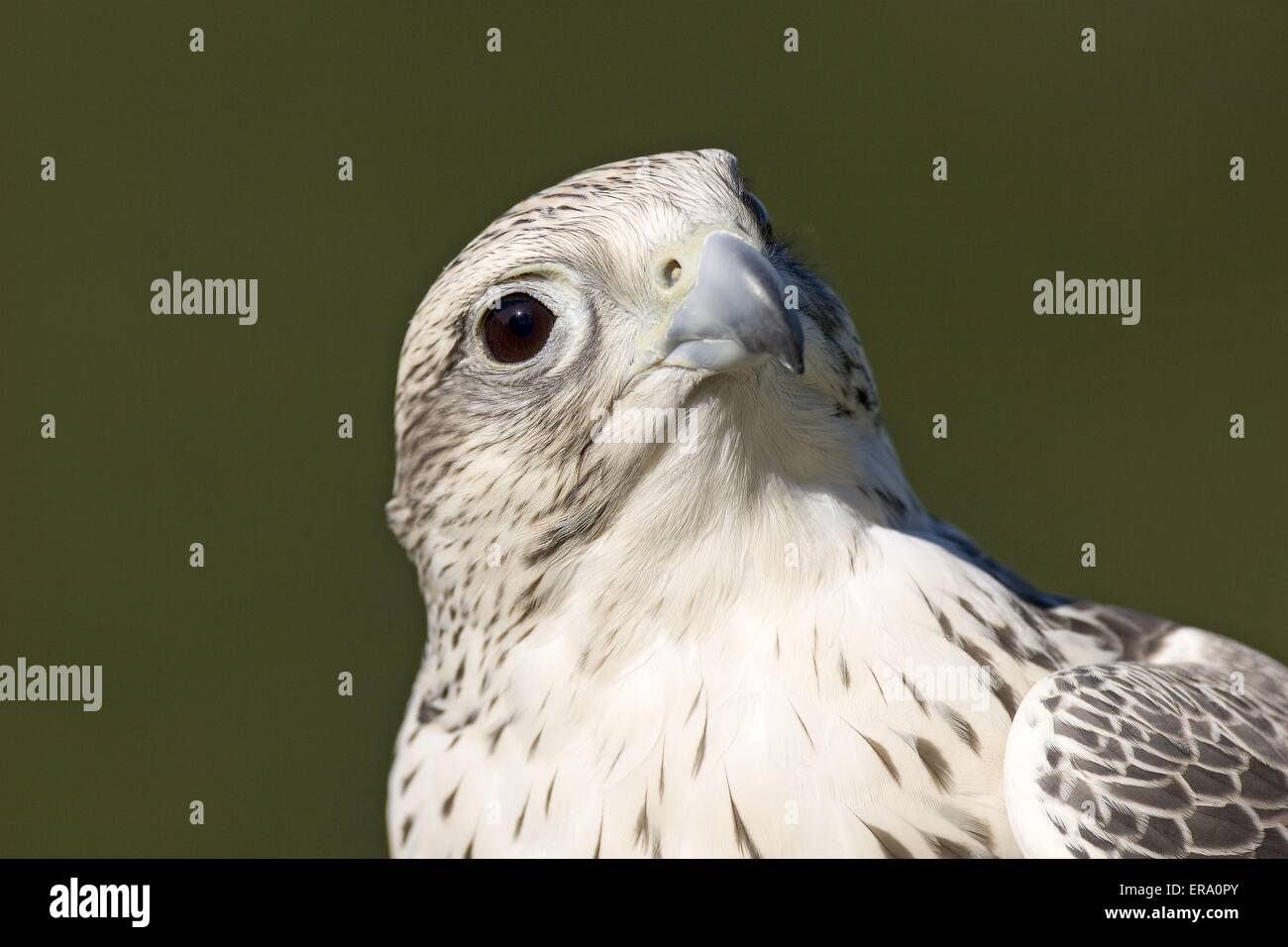 Animals cross breed hybrid hi-res stock photography and images - Alamy