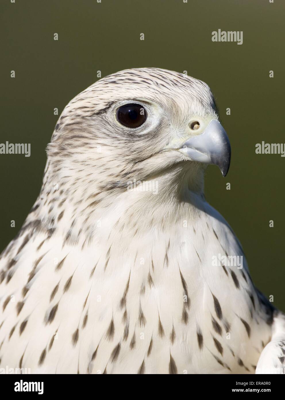 Animals cross breed hybrid hi-res stock photography and images - Alamy