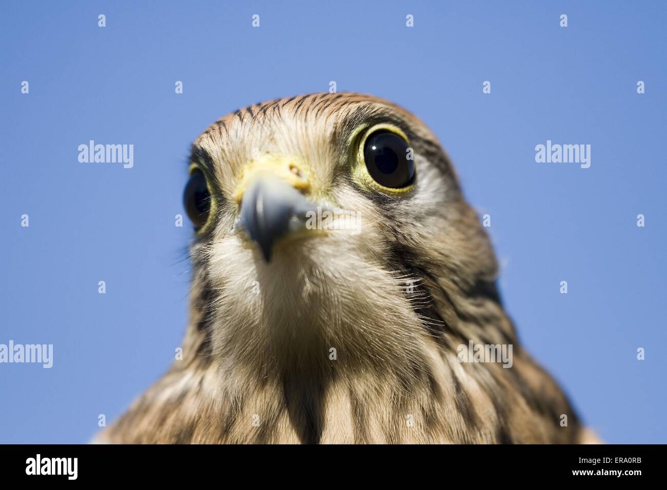 Portrait format kestrel hi-res stock photography and images - Alamy