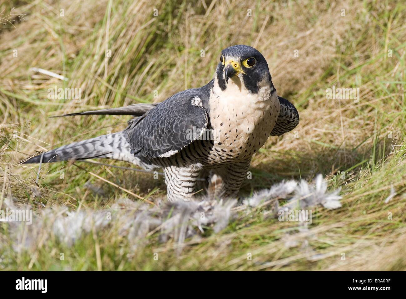 Peregrine falcons duck hawks hi-res stock photography and images - Alamy