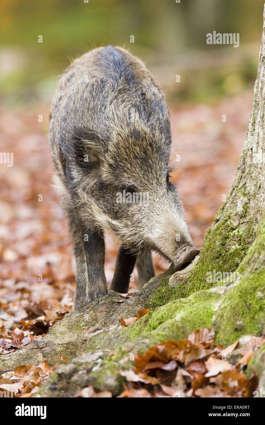 Boar sniff hi-res stock photography and images - Alamy