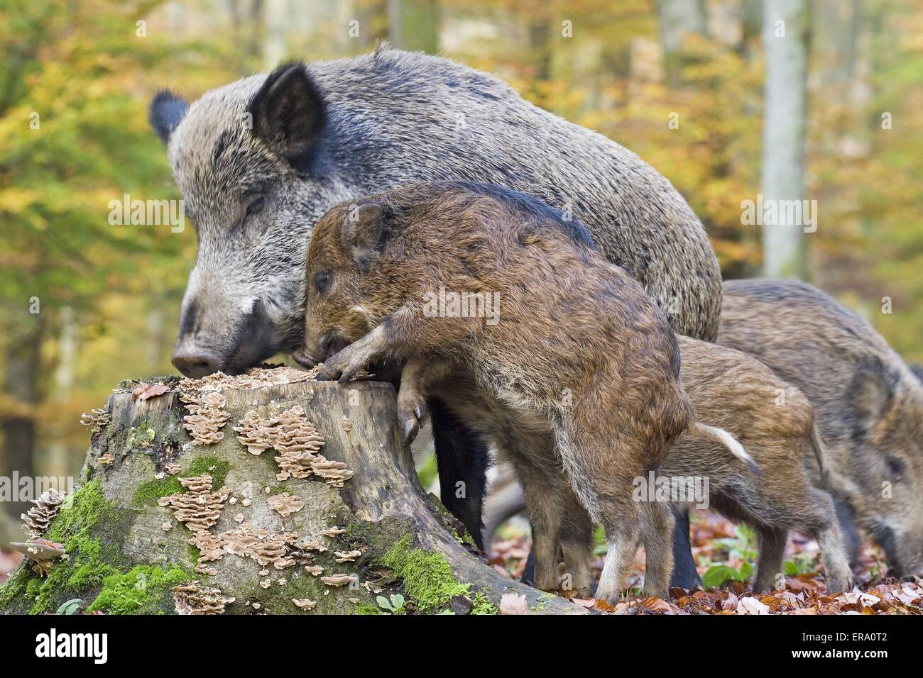 Boar sniff hi-res stock photography and images - Alamy