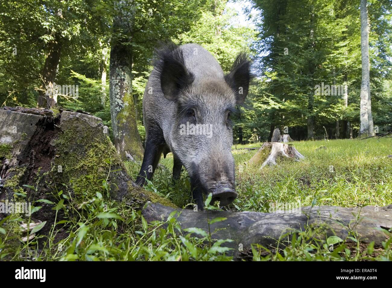 Boar sniff hi-res stock photography and images - Alamy