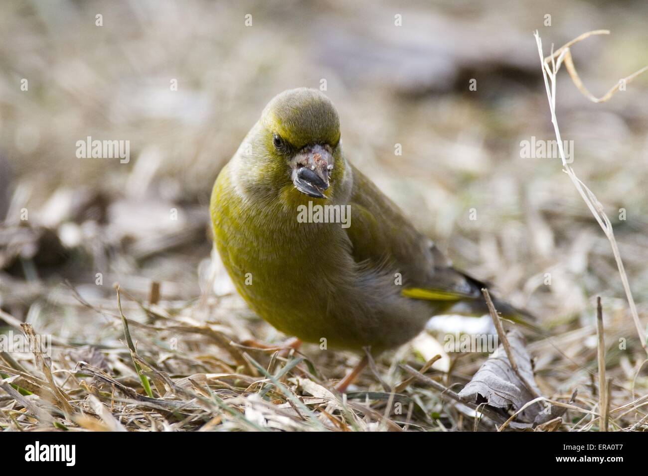 Landscape format greenfinches hi-res stock photography and images - Alamy