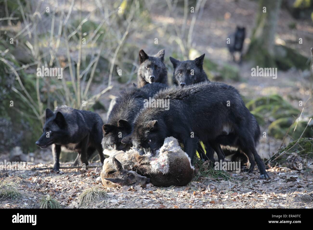 Flesh Eating Animals High Resolution Stock Photography and Images - Alamy