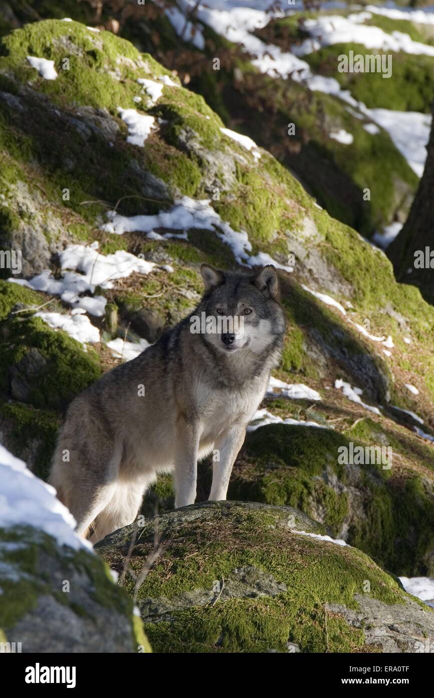 Greywolf greywolves hi-res stock photography and images - Alamy