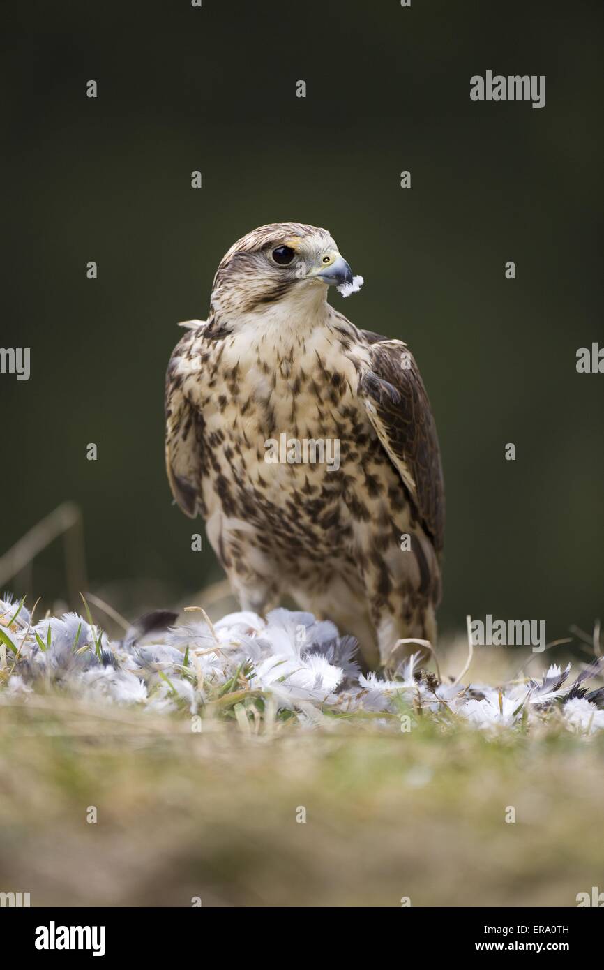 Falcon meadow hi-res stock photography and images - Alamy