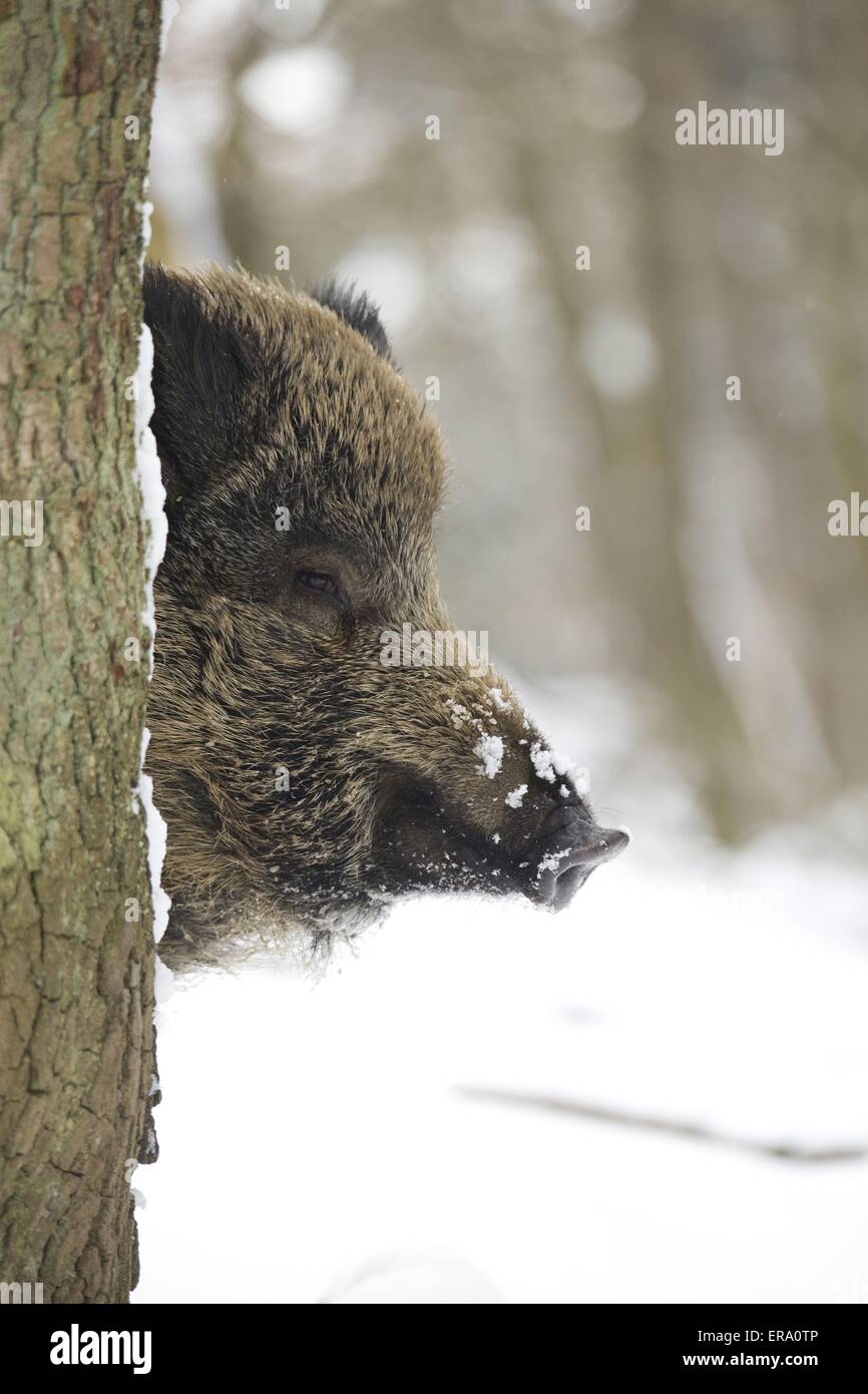 Wild boars heads hi-res stock photography and images - Alamy