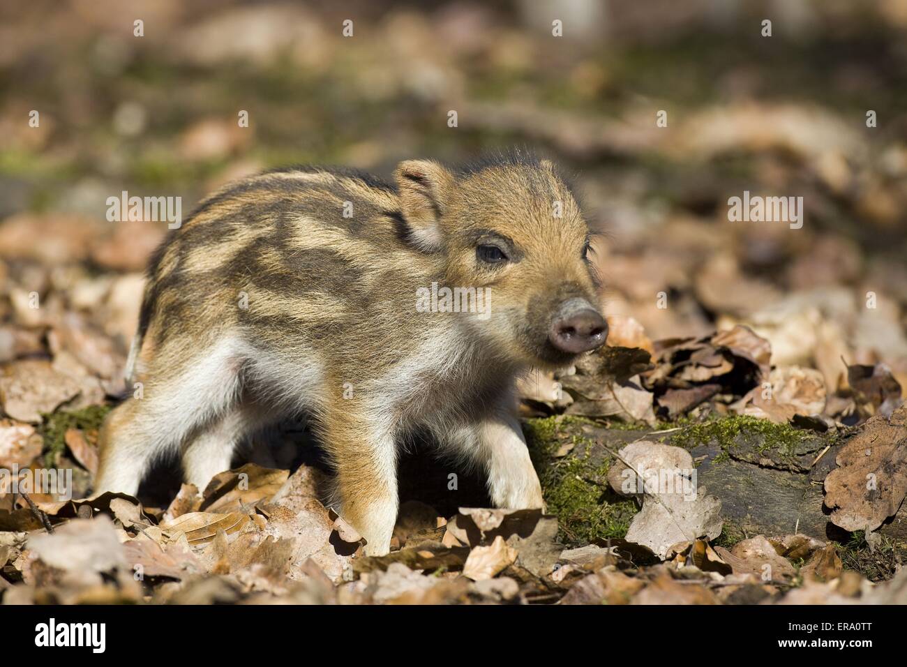 Piglet walking side view hi-res stock photography and images - Alamy