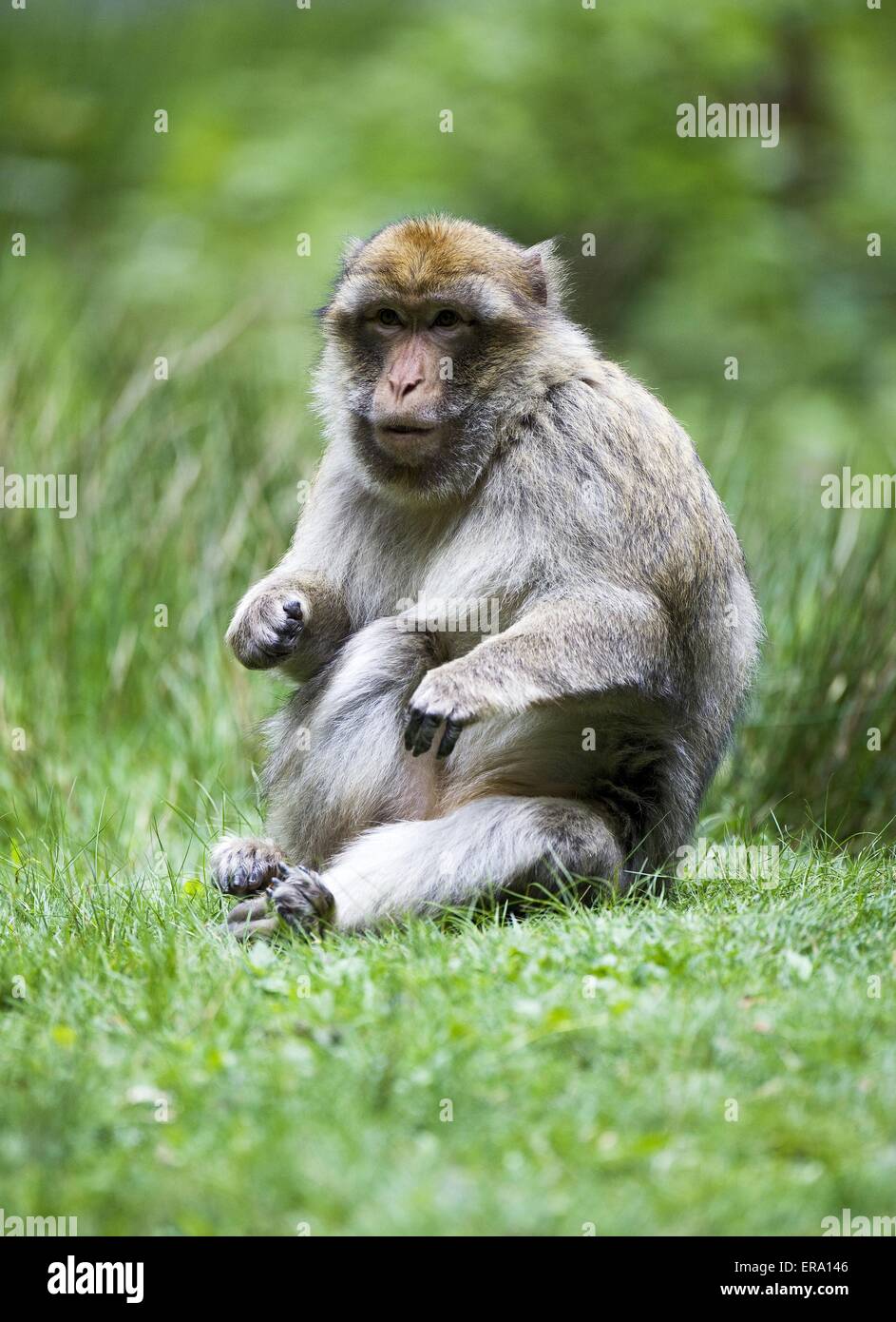 Ape Outdoor High Resolution Stock Photography and Images - Alamy