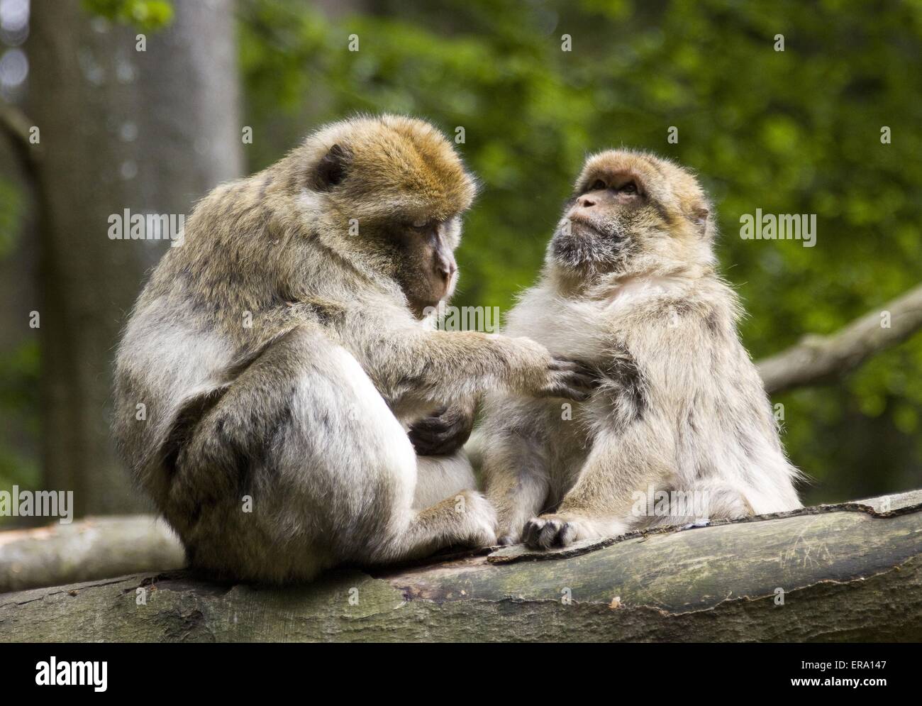 barbary apes delouse each other Stock Photo - Alamy