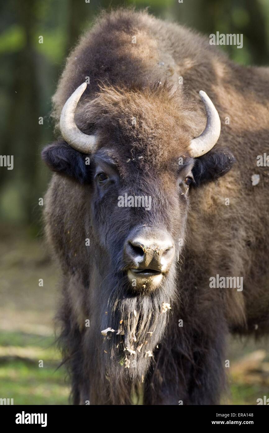 Bison Head High Resolution Stock Photography and Images - Alamy