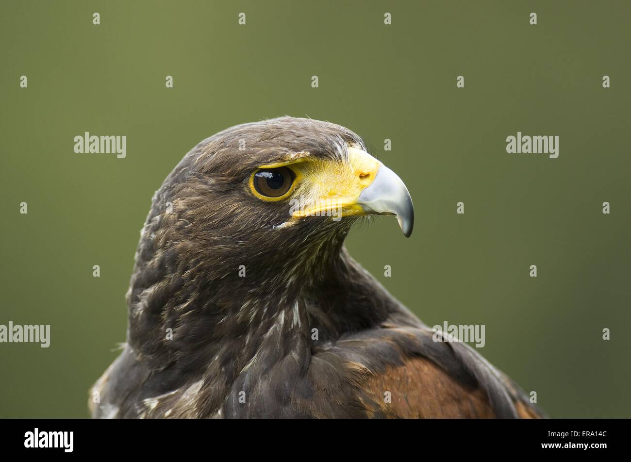 Harris's Hawk portrait Stock Photo - Alamy