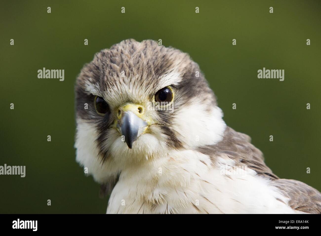 Laggar falcon portrait Stock Photo - Alamy