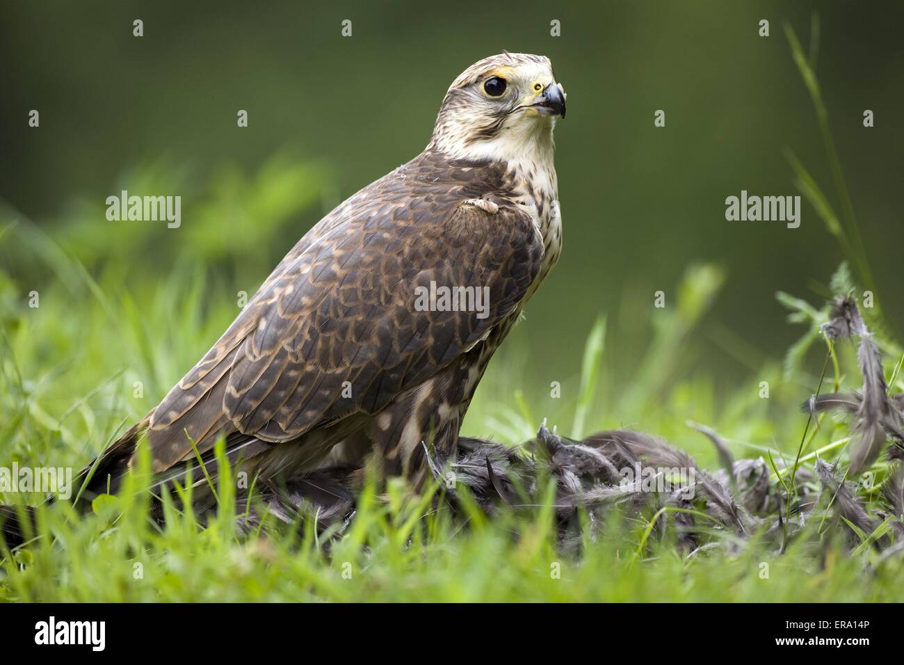 Saker falcon with prey Stock Photo - Alamy