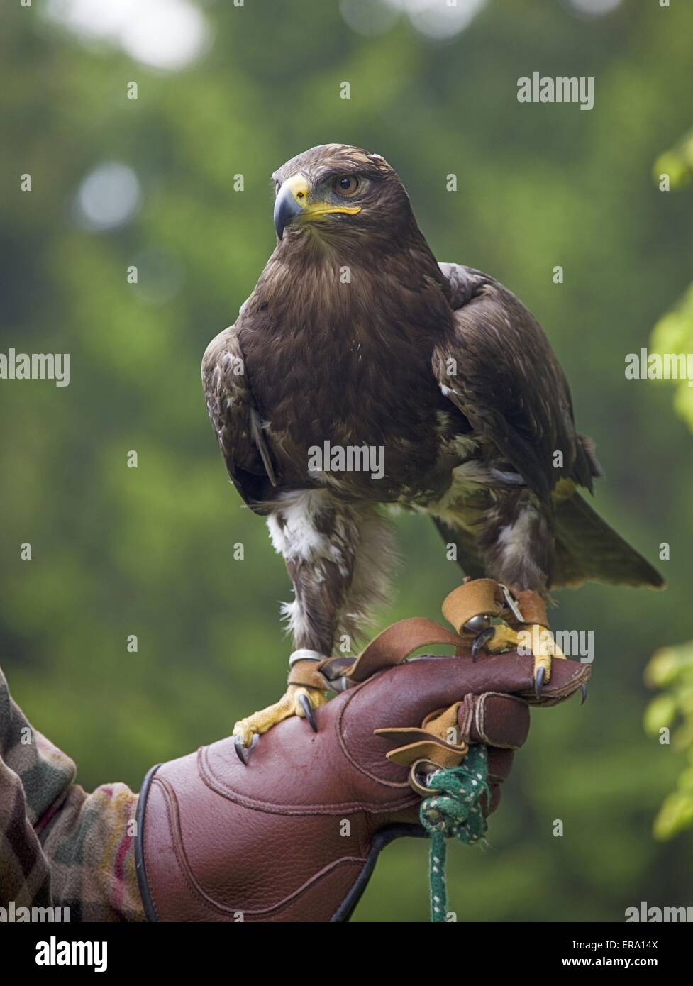 Human to eagle hi-res stock photography and images - Alamy
