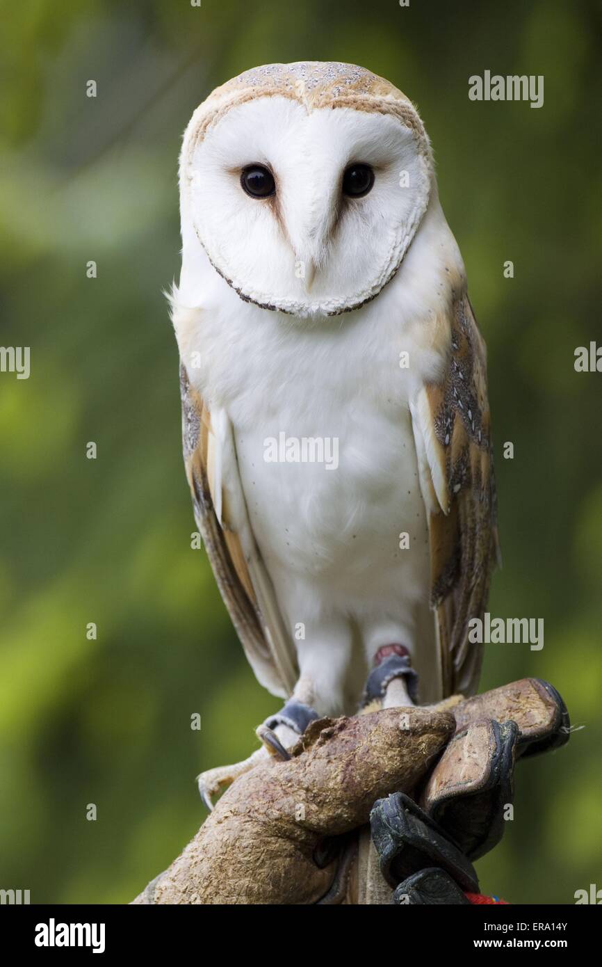 Ow hi-res stock photography and images - Alamy