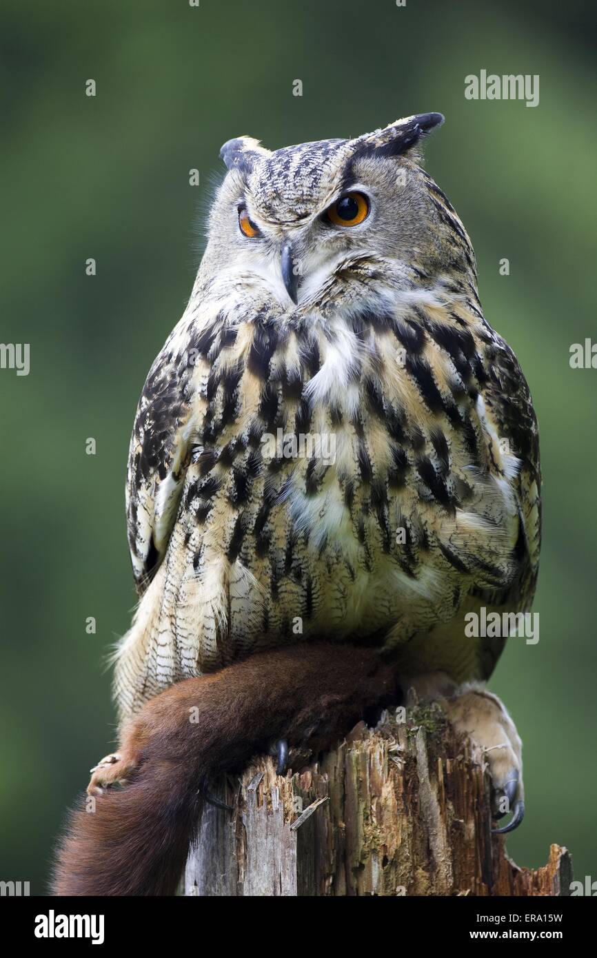 eagle owl with prey Stock Photo - Alamy