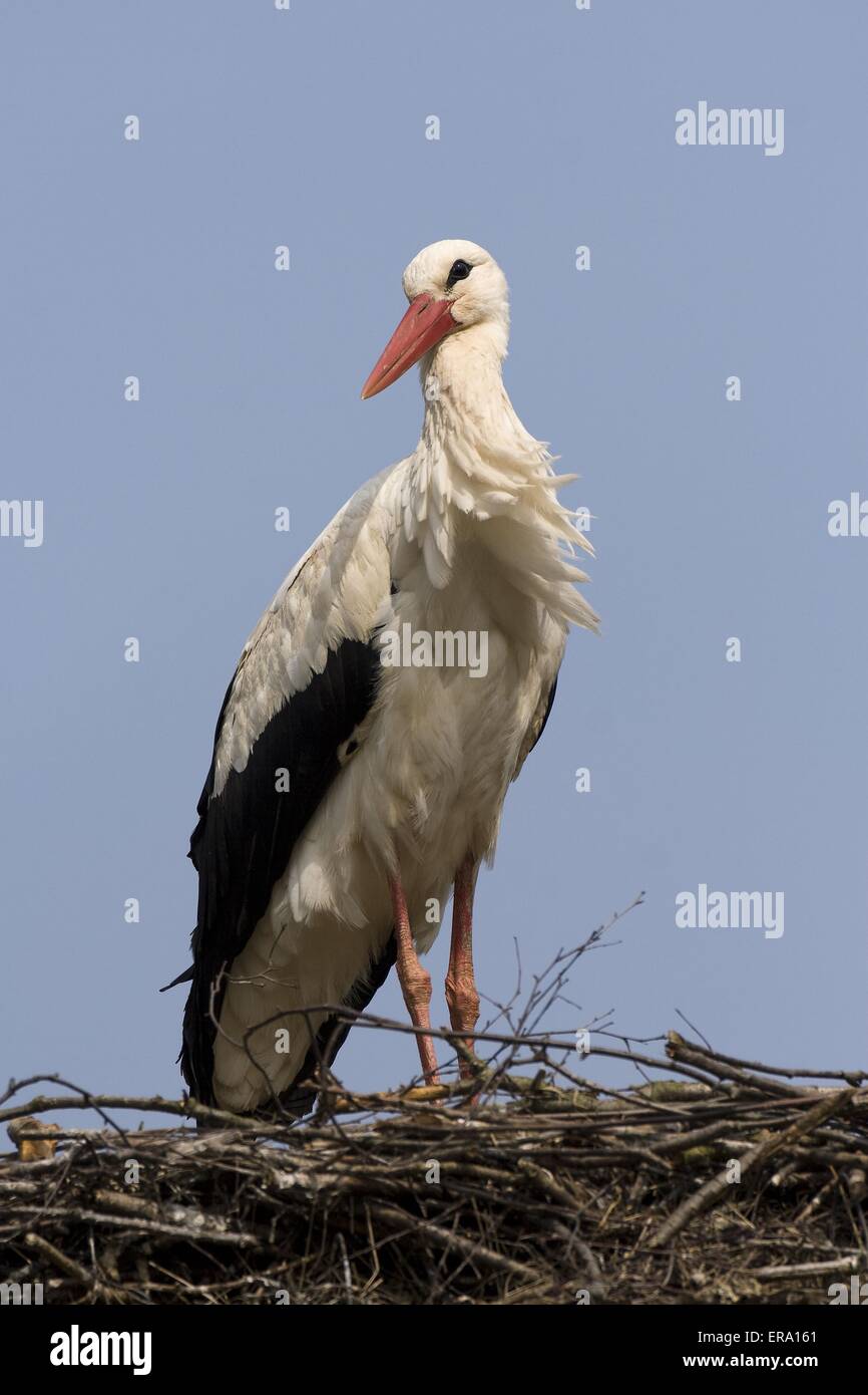 Stork brooding hi-res stock photography and images - Alamy