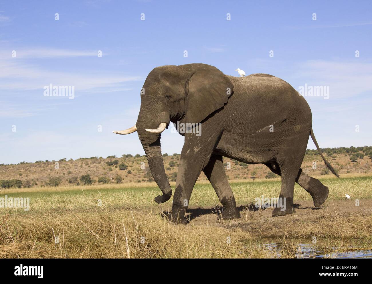 Elephant friend hi-res stock photography and images - Alamy