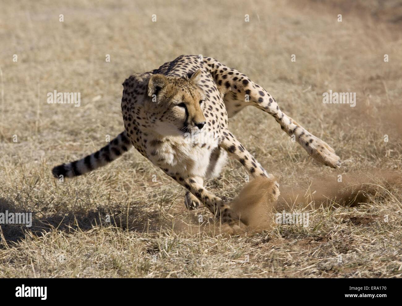 Cheetahs Running High Resolution Stock Photography and Images - Alamy