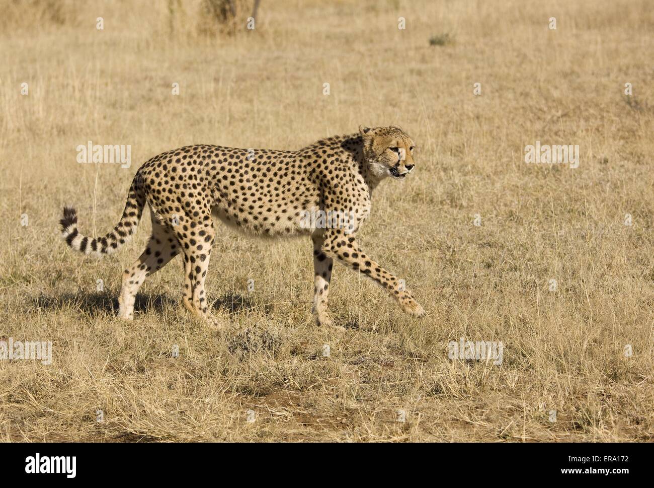 Cheetah side profile hi-res stock photography and images - Alamy