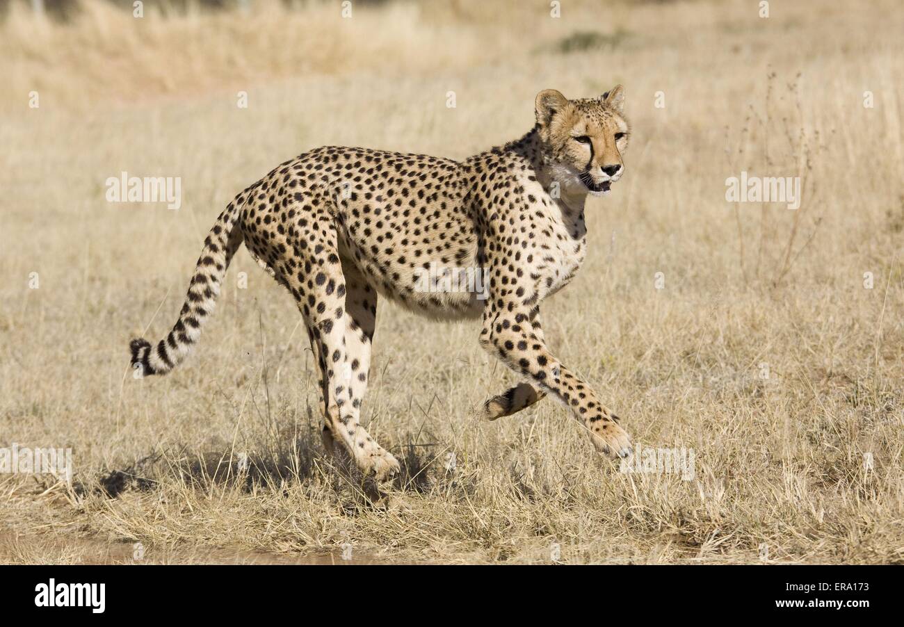 Cheetah run hi-res stock photography and images - Alamy