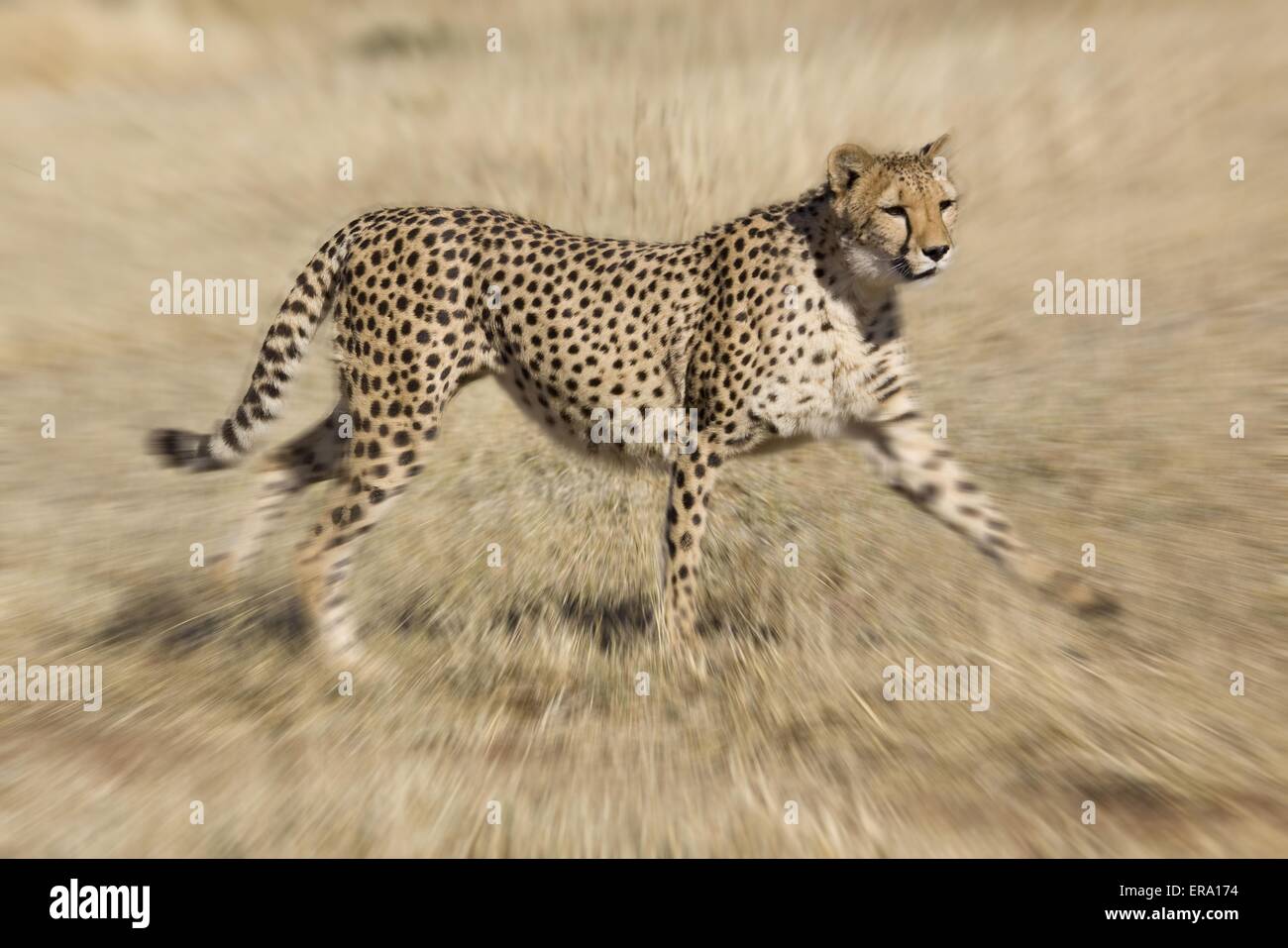 Chetah speed hi-res stock photography and images - Alamy